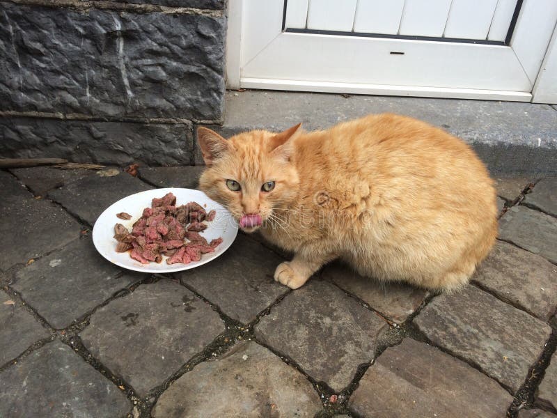Cat stock image. Image of dinner, cute, animal, eating - 75995121