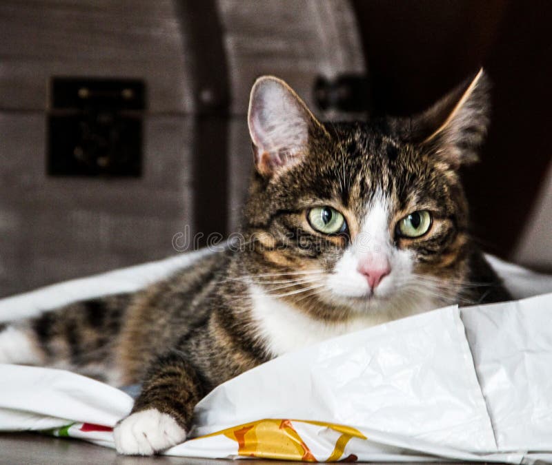 Cat stock image. Image of katze, haustier, chillen - 78278545