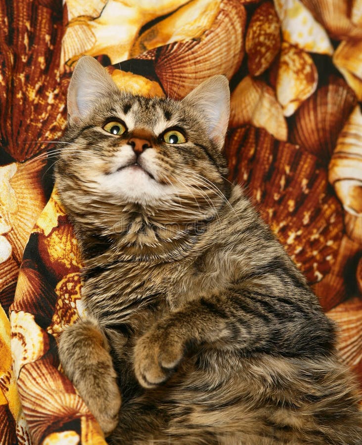 Cat Free Stock Photos & Pictures, Cat Royalty-Free and Public Domain ...