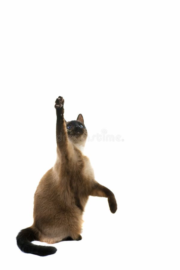 258 Swatting Stock Photos - Free & Royalty-Free Stock Photos from ...