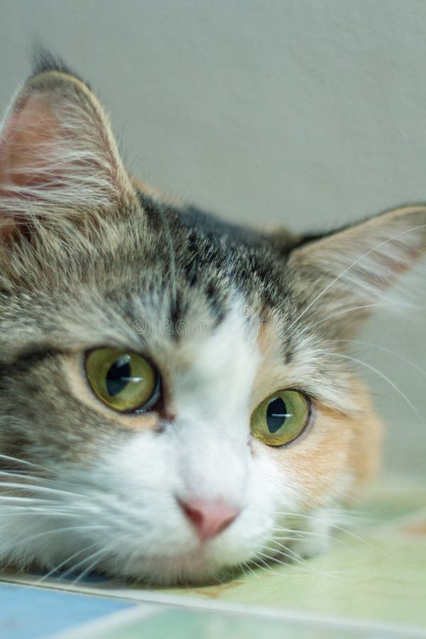 Cat stock image. Image of mammal, miss, wire, pets, animal - 79909279