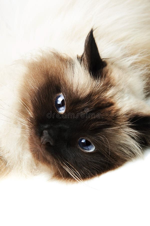 Rhodesian ridgeback female stock photo. Image of carnivor - 8374762