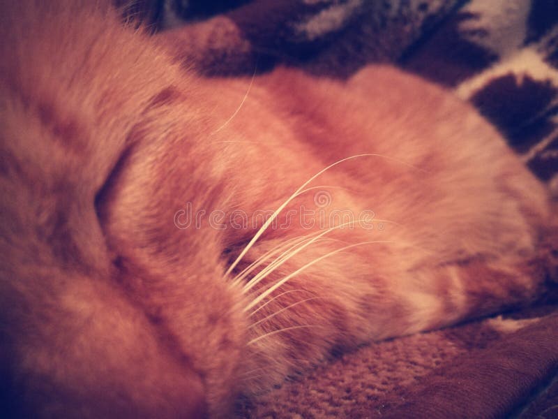 Cat imagen de archivo. Imagen de calma, animal, gato - 86388637