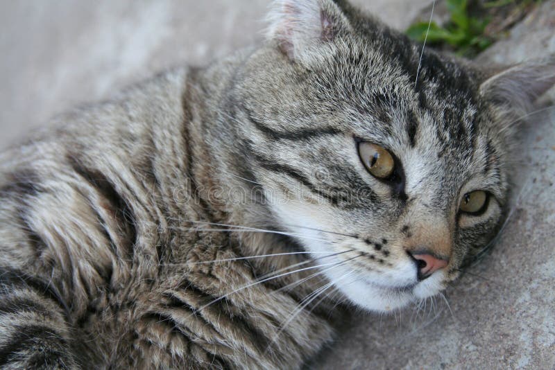 Cat Free Stock Photos & Pictures, Cat Royalty-Free and Public Domain ...