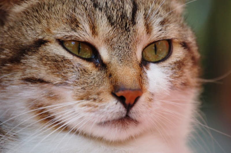 Cat Free Stock Photos & Pictures, Cat Royalty-Free and Public Domain ...