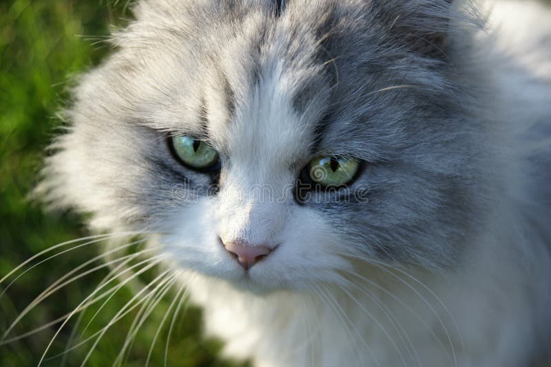 Cat stock image. Image of fuzzy, animals, serious, starring - 9328355