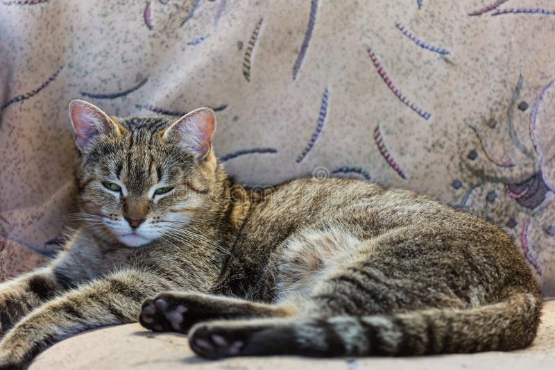 Cat stock photo. Image of rest, grassland, predator, domestic - 98349498