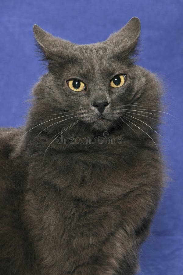 Cat stock image. Image of domestic, animal, expression - 9894495