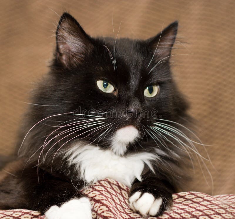 Lazy Cat Resting in a Rocking Chair Stock Photo - Image of feline ...