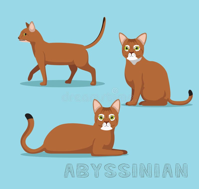 Cat Abyssinian Cartoon Vector Illustration Stock Vector - Illustration ...