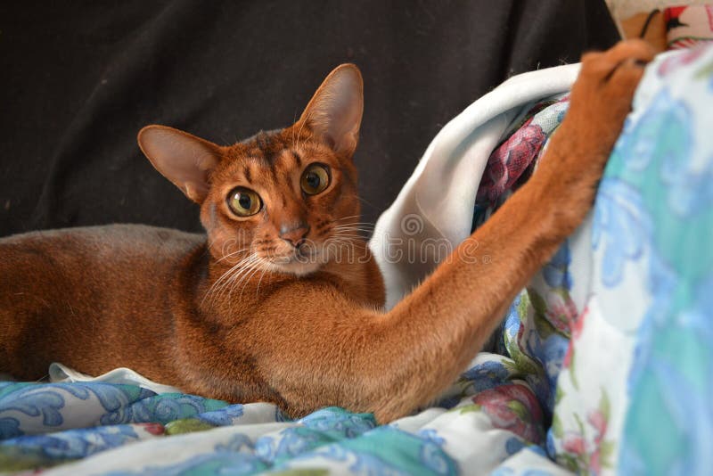 Cat stock photo. Image of abyssinian, fullface, powerful - 85565172