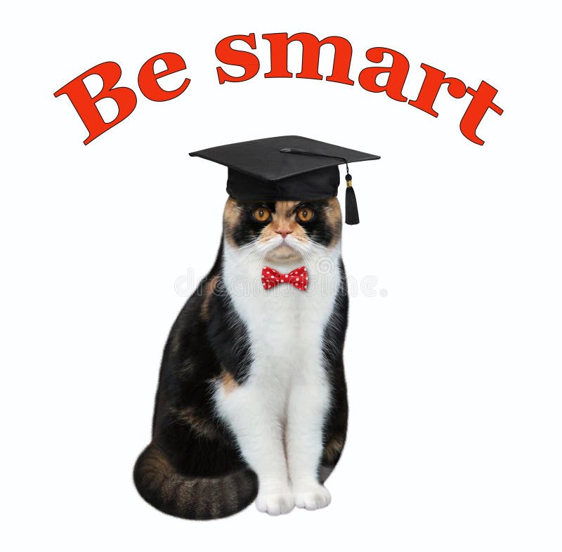 Cat with Graduation Hat stock photo. Image of academic - 8697502