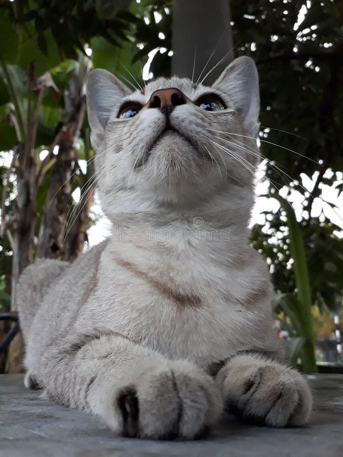 383 Cat Act Stock Photos - Free & Royalty-Free Stock Photos from Dreamstime