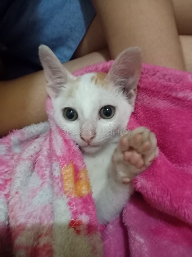 Cat in action stock photo. Image of mammal, animal, nose - 222121806