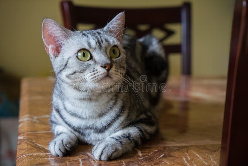 Cat action stock photo. Image of funny, pedigree, domestic - 109622612