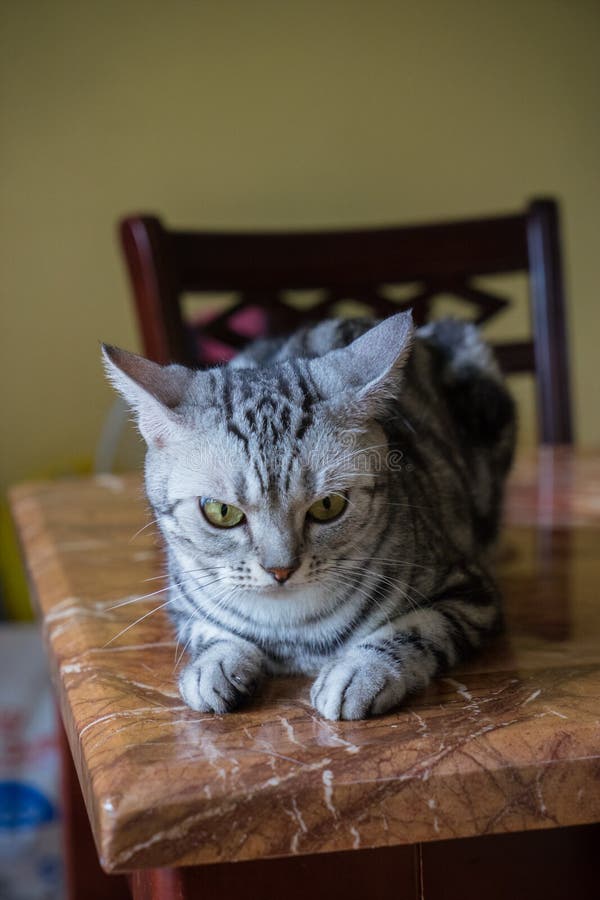 Cat action stock photo. Image of adorable, lovable, playful - 109622644