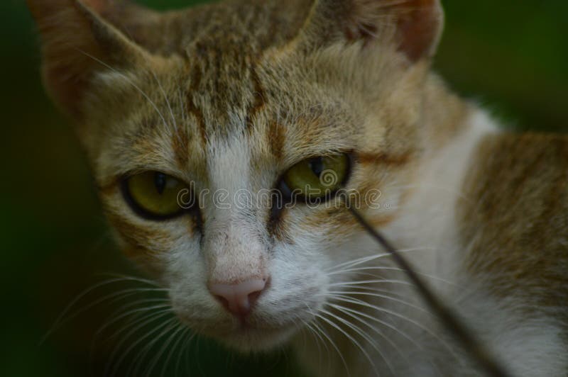 Cat on action pet stock image. Image of wildcat, carnivore - 183587445