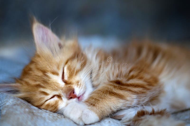 Cat in the basket stock photo. Image of eyes, beautiful - 2005972