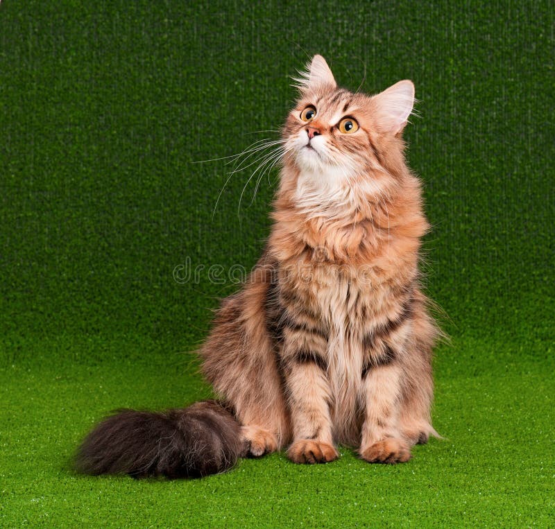 Cat adult stock photo. Image of small, daydream, looks - 40217624