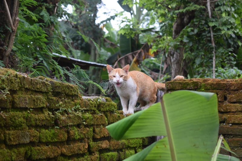 A Cat that is Adventurous in the Countryside Stock Image - Image of ...