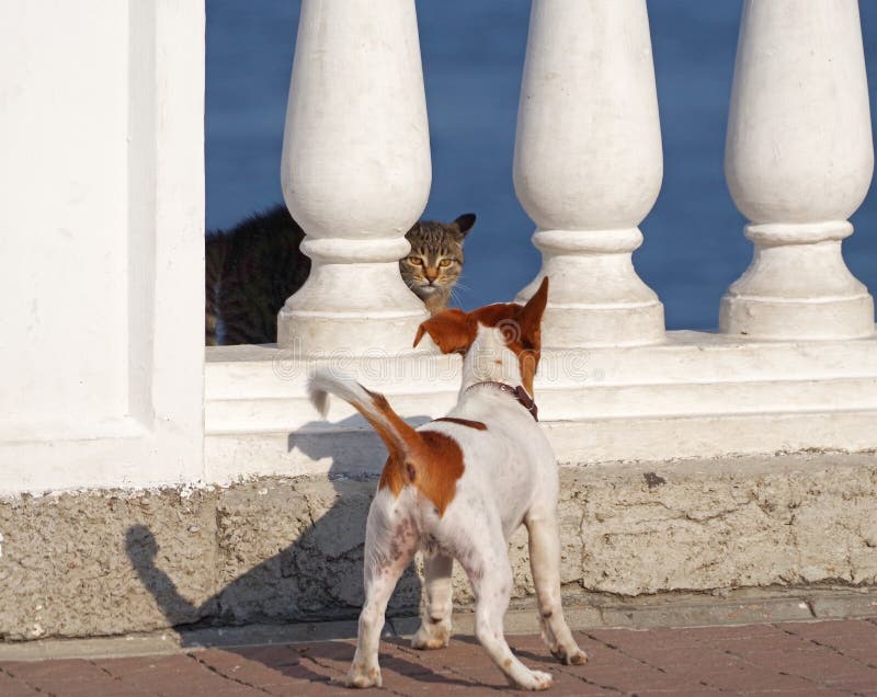 Cat Against a Dog, an Unexpected Meeting Stock Image - Image of play ...