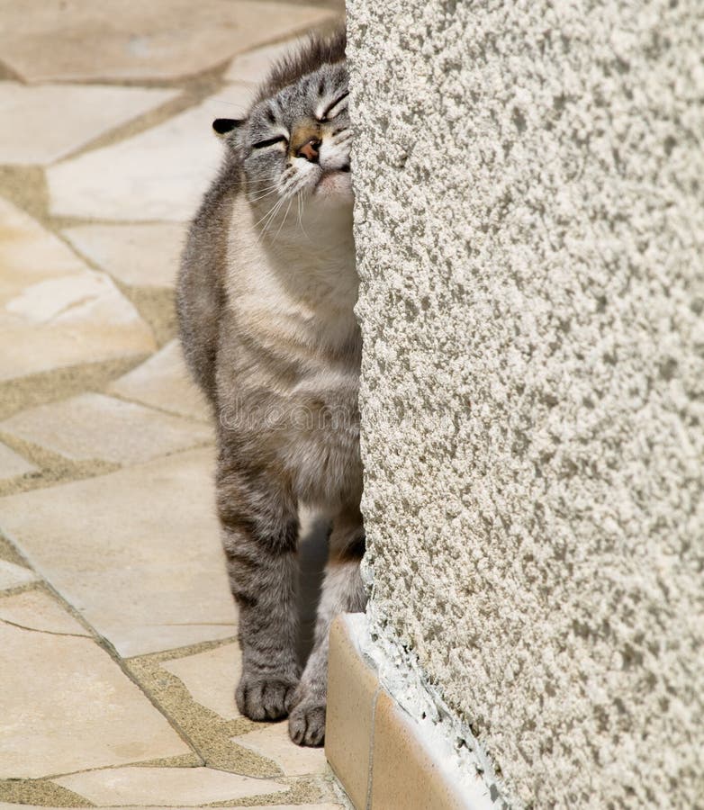 8+ Cat against wall Free Stock Photos - StockFreeImages