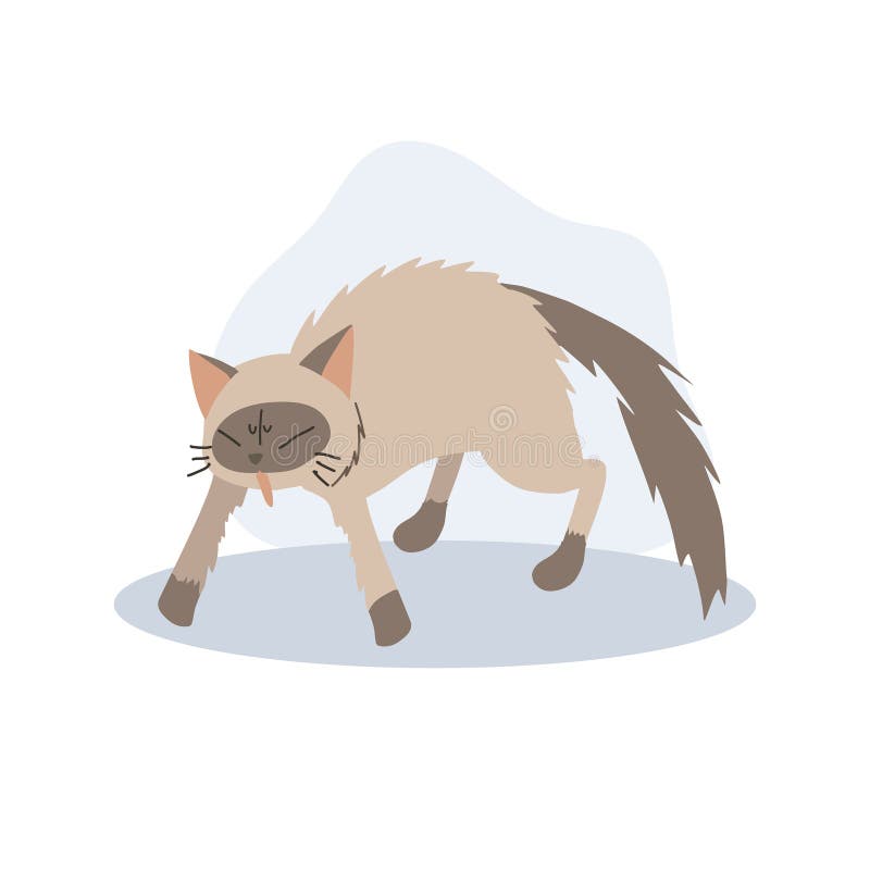 Cat in Aggressive Posture with Fluffed Up Fur. Frightened Cat Stock ...
