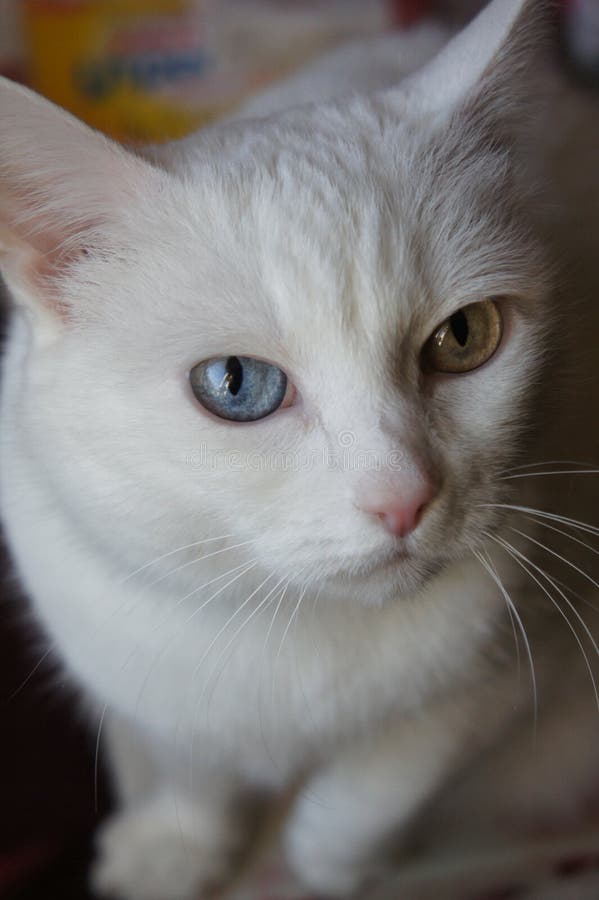 The cat is albino stock photo. Image of domestic, eyes - 83271268