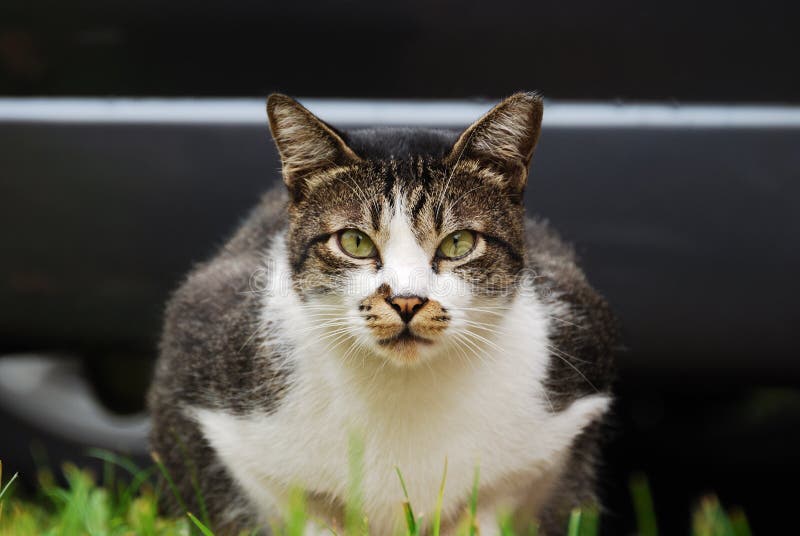 Cat on Alert stock image. Image of reflex, alert, tail - 22541777
