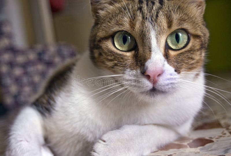 Cat on alert stock photo. Image of animal, attention, white - 5823974