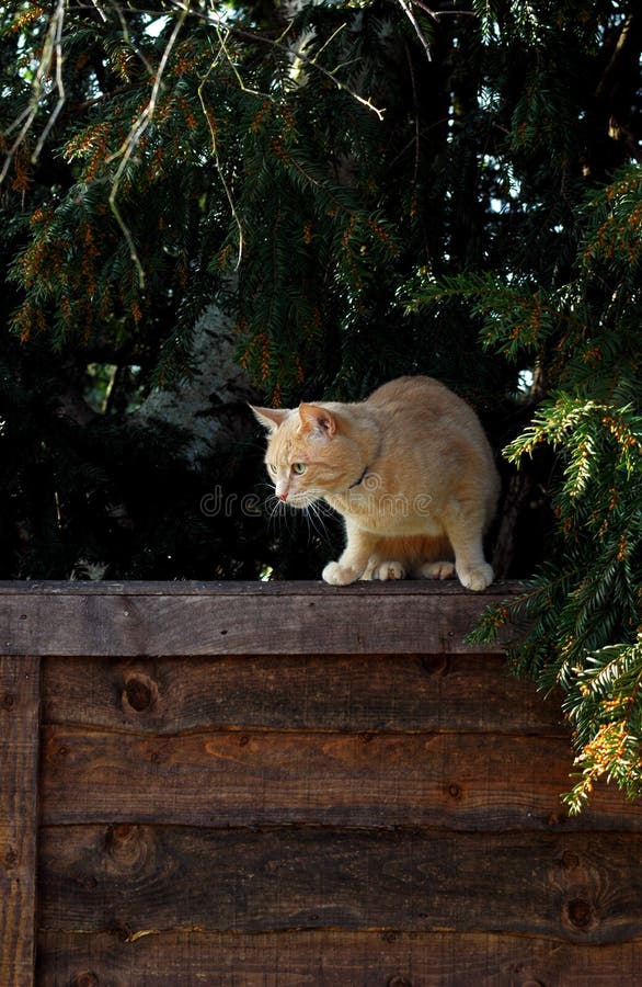 Cat On Alert stock photo. Image of balance, stare, kitty - 741094