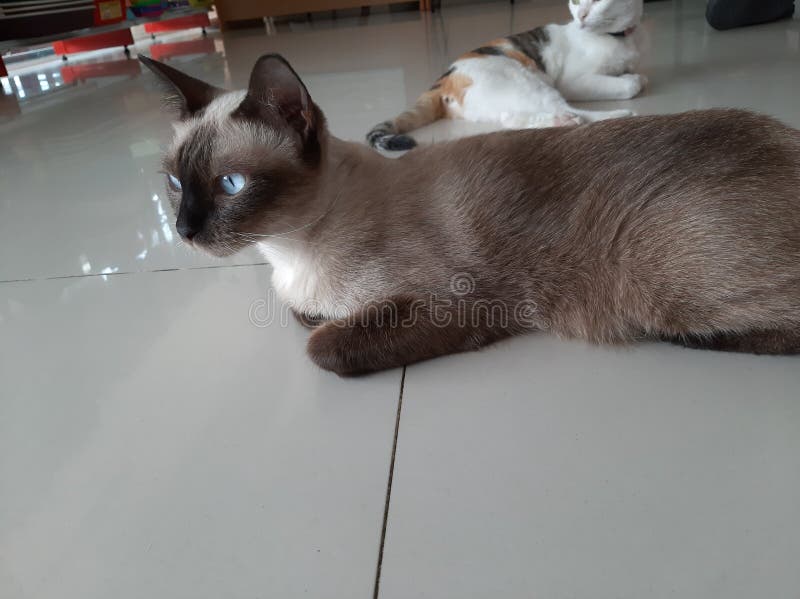 The cat is alone stock image. Image of thai, animal - 179391601