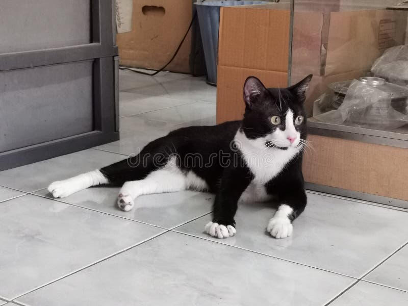 Cat alone black and white stock photo. Image of carnivore - 239869152