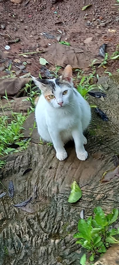 Cat alone stock image. Image of alone, whitecat, carnivore - 267050749