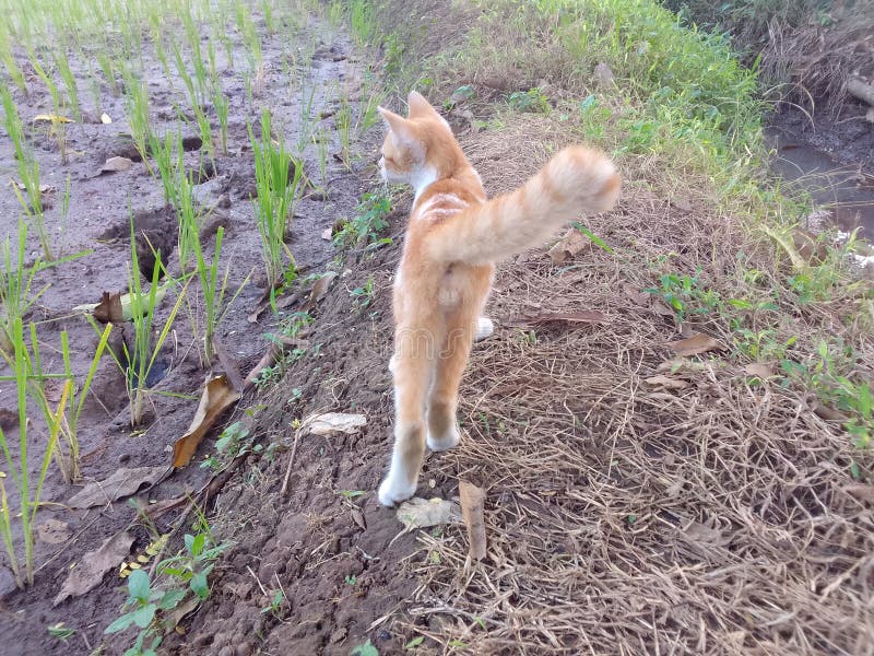 The Cat is Alone in the Rice Fields, Still Small, Looking for Mice To ...