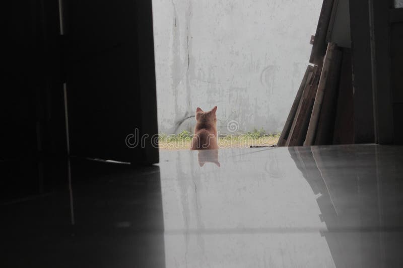 A Cat that is Alone Seems To Be Thinking about Something? Stock Image ...