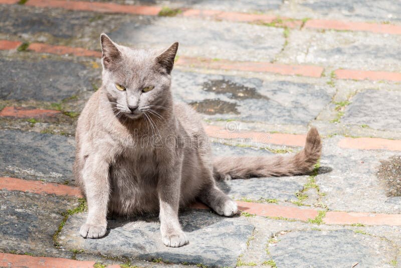 Cat alone stock image. Image of yellow, garden, cute - 64684753