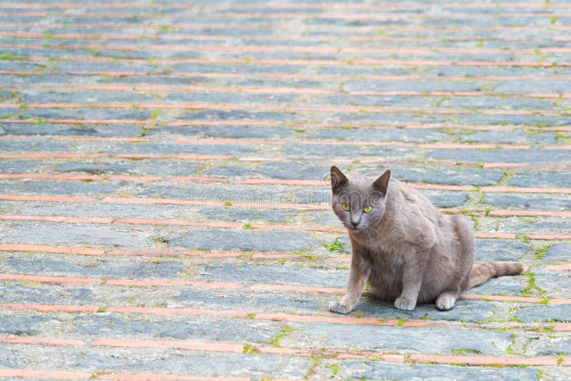 Cat alone stock image. Image of beautiful, white, male - 64684805