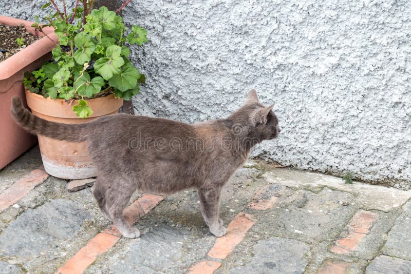 Cat alone stock photo. Image of eyes, cute, smile, kitty - 64684920