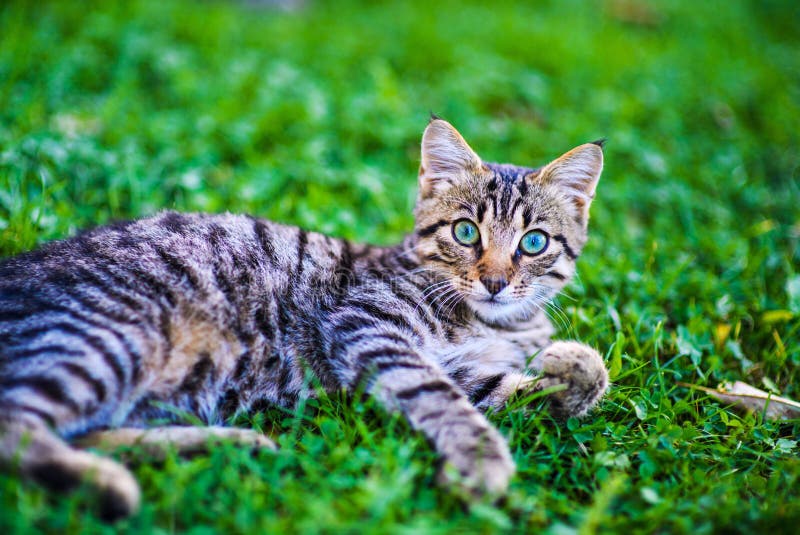 Cat with amazing eyes stock photo. Image of excited - 156059790