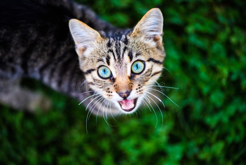 Cat with amazing eyes stock image. Image of home, close - 156059865