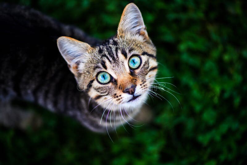 Cat with amazing eyes stock photo. Image of grey, face - 156059940