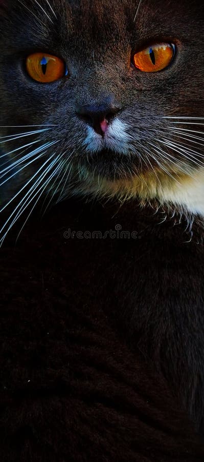 Cat With Amber Eyes Stock Image Image Of Mammal Nose 179090297