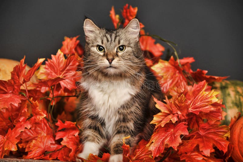Cat amongst autumn leaves stock image. Image of close - 34657505