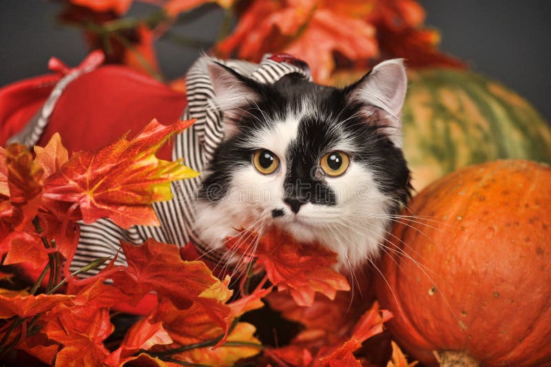 Cat amongst autumn leaves stock photo. Image of bright - 34658334