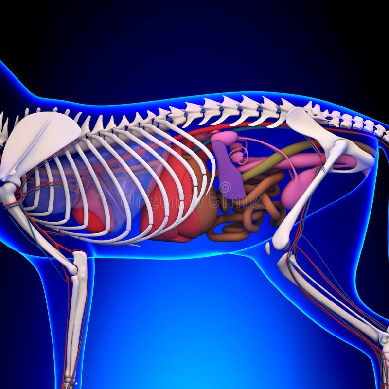Cat Anatomy - Anatomia Interna De Um Gato Foto de Stock - Imagem de ...