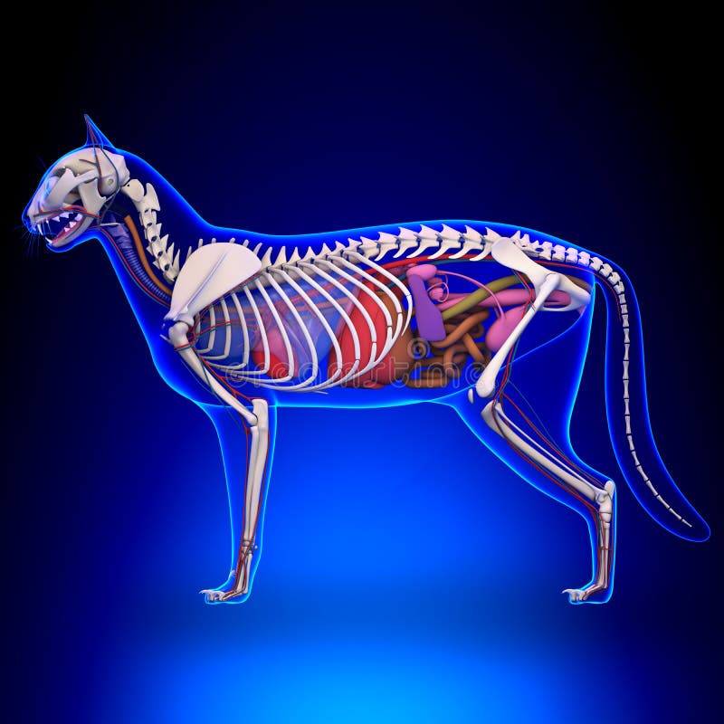 Anatomie Du Chat - Anatomie Interne Du Chat Illustration Stock ...