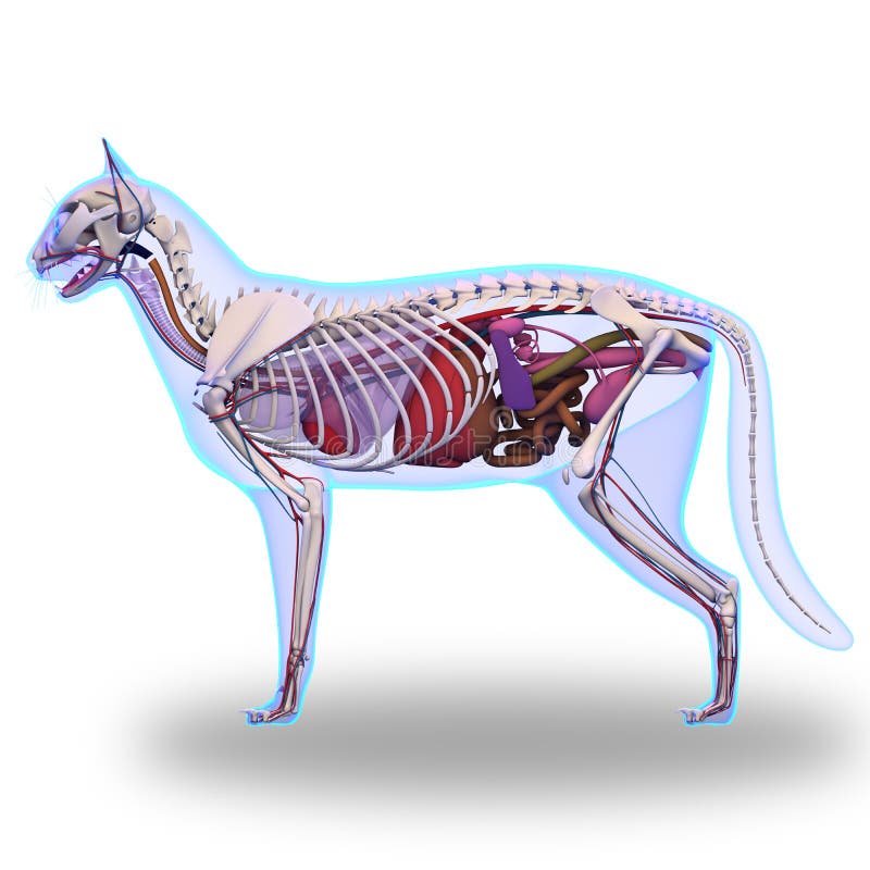 Cat Anatomy - Anatomie Interne D'un Chat Illustration Stock ...