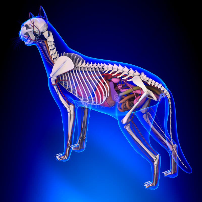 Kattenanatomie - Interne Anatomie Van Een Kat Stock Illustratie ...
