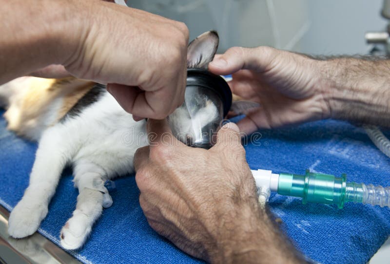 Cat anesthesia stock image. Image of medicine, operation - 25173229